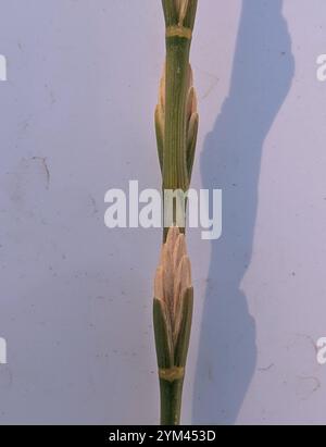 Intermediate Wheatgrass (Thinopyrum intermedium Stock Photo - Alamy
