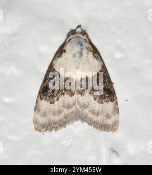 Sharp-blotched Nola Moth (Nola pustulata Stock Photo - Alamy