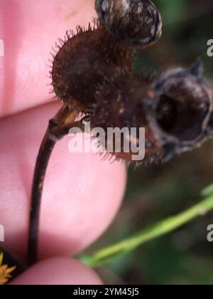 Savannah meadowbeauty (Rhexia alifanus Stock Photo - Alamy