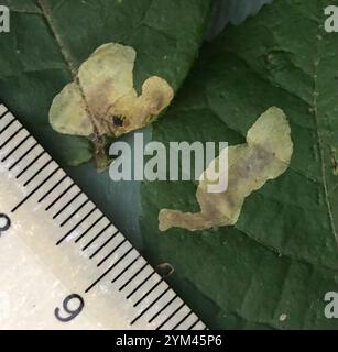 Pecan Leafminer Moth (Cameraria caryaefoliella Stock Photo - Alamy