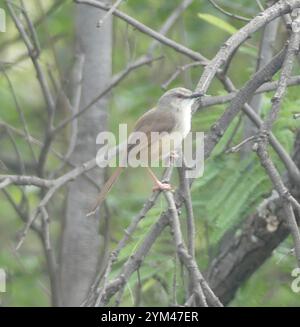 (Prinia subflava affinis Stock Photo - Alamy
