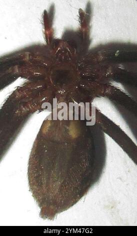 Northern Violin Spider (Loxosceles simillima Stock Photo - Alamy