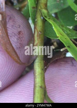 slender goldenrod (Solidago erecta Stock Photo - Alamy