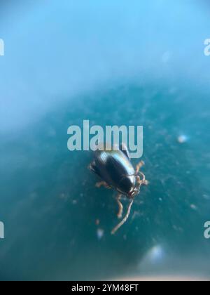 Cabbage stem flea beetle (Psylliodes chrysocephala) larvae in damaged ...