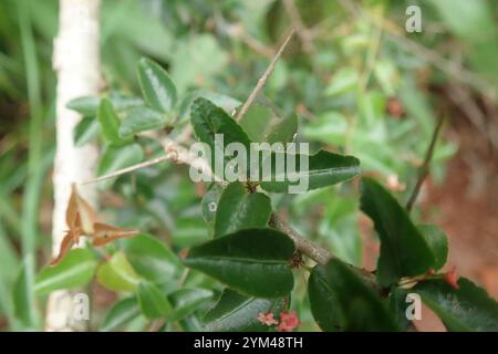 Red-Flowered Spikethorn (Gymnosporia rubra Stock Photo - Alamy