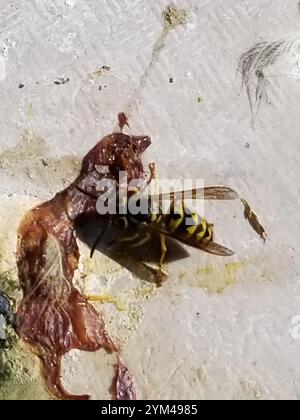 Western Yellowjacket (Vespula pensylvanica Stock Photo - Alamy
