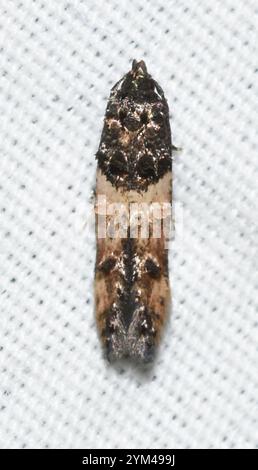 Sweet Clover Root Borer Moth (Walshia miscecolorella), Insecta, Val ...