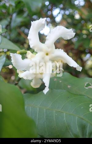 forest toad-tree (Tabernaemontana ventricosa Stock Photo - Alamy