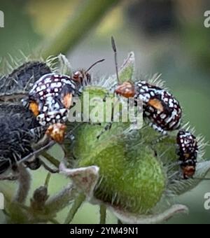 Hibiscus Scentless Plant Bug (Niesthrea louisianica) Insecta Stock ...