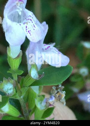 Georgia calamint (Clinopodium carolinianum Stock Photo - Alamy
