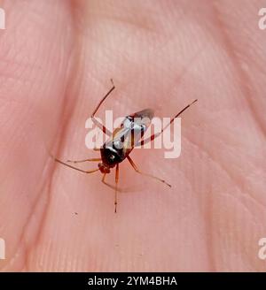 oak plant bug (Megacoelum infusum Stock Photo - Alamy