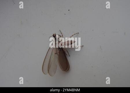 Milk Termite (Coptotermes lacteus Stock Photo - Alamy