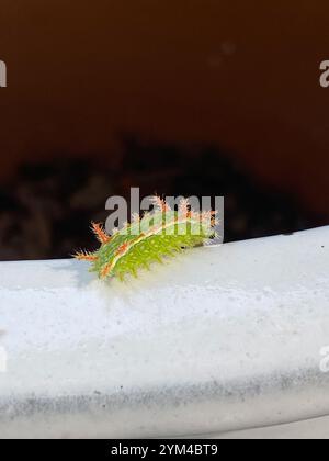 Green Oak-Slug Moth (Euclea incisa) Insecta Stock Photo - Alamy