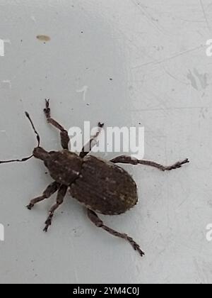 Clover Leaf Weevil (Brachypera zoilus Stock Photo - Alamy