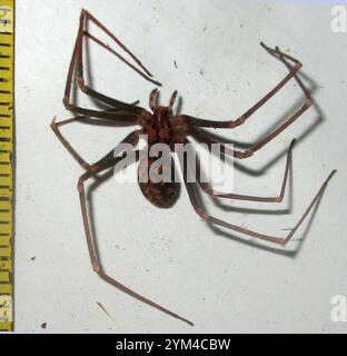 Northern Violin Spider (Loxosceles simillima Stock Photo - Alamy
