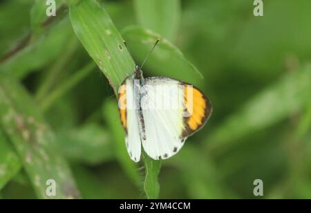 Plain Orange-tip (Colotis aurora Stock Photo - Alamy