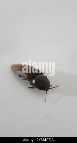 Fire Click Beetles (Pyrophorus Stock Photo - Alamy