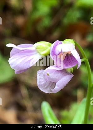 Nuttall's toothwort (Cardamine nuttallii Stock Photo - Alamy