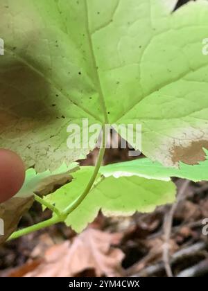 Tall Bugbane (Actaea elata Stock Photo - Alamy