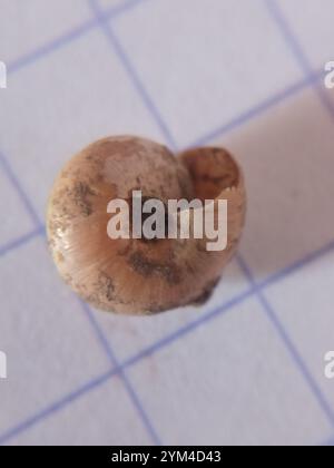 Hairy Snail (Trochulus hispidus Stock Photo - Alamy
