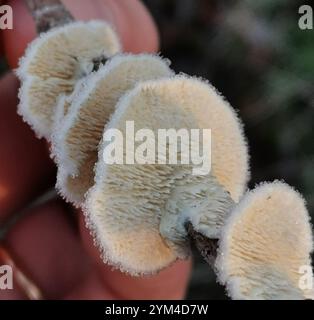 Milk-white Toothed Polypore (Irpex lacteus Stock Photo - Alamy