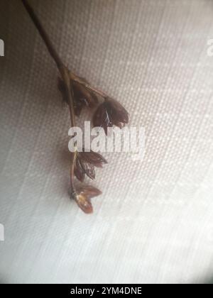 Narrow-panicle Rush (Juncus tweedyi Stock Photo - Alamy