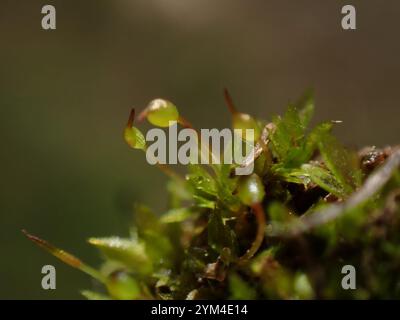 Common Pottia (Tortula truncata Stock Photo - Alamy