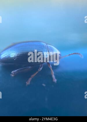 Cabbage stem flea beetle (Psylliodes chrysocephala) larvae in damaged ...