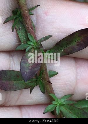 slender goldenrod (Solidago erecta Stock Photo - Alamy