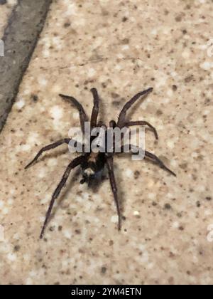 Western Parson Spider (Herpyllus propinquus Stock Photo - Alamy