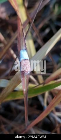 cottony grass scale (Eriopeltis festucae Stock Photo - Alamy
