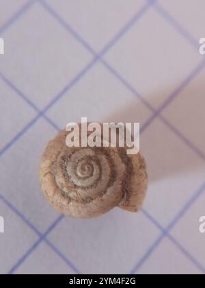 Hairy Snail (Trochulus hispidus Stock Photo - Alamy