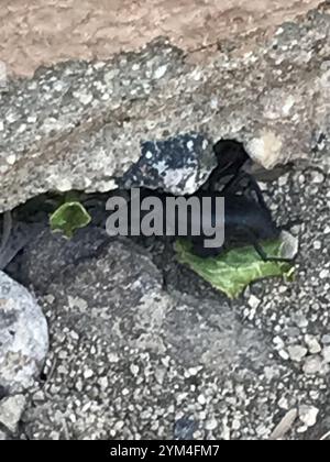 Armored Stink Beetle (Eleodes armata Stock Photo - Alamy