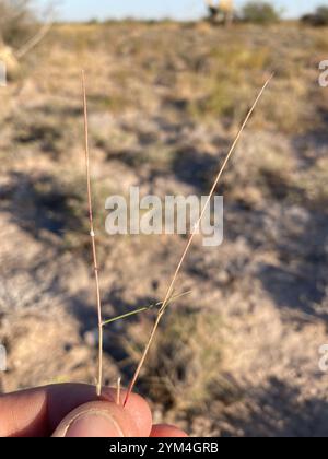 gypsum dropseed (Sporobolus nealleyi Stock Photo - Alamy
