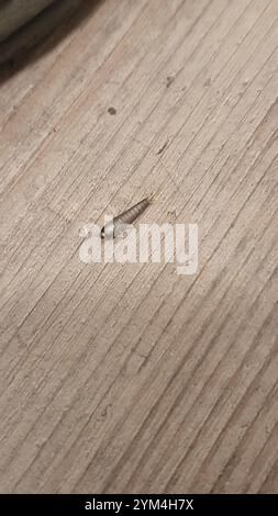 Common Silverfish (Lepisma saccharinum Stock Photo - Alamy