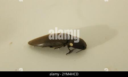 Fire Click Beetles (Pyrophorus Stock Photo - Alamy