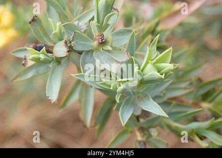 Common Curryflower (Lasiosiphon capitatus Stock Photo - Alamy