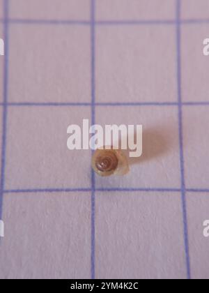 Iroquois Vallonia (Vallonia excentrica Stock Photo - Alamy