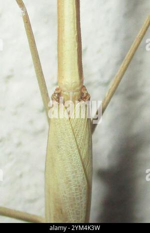 Hammerhead Mantis (Hoplocoryphella grandis Stock Photo - Alamy