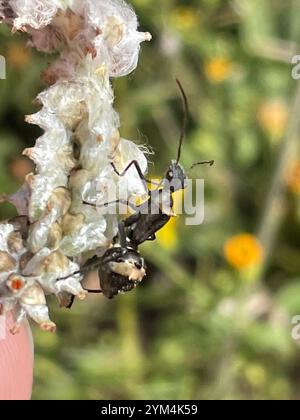 Texas Bow-legged Bug (Hyalymenus tarsatus) Insecta Stock Photo - Alamy