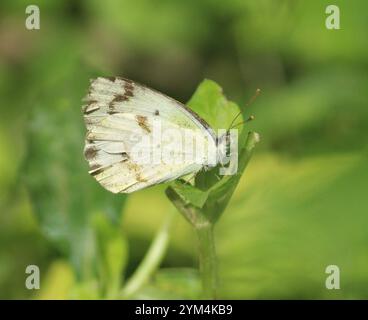Plain Orange-tip (Colotis aurora Stock Photo - Alamy