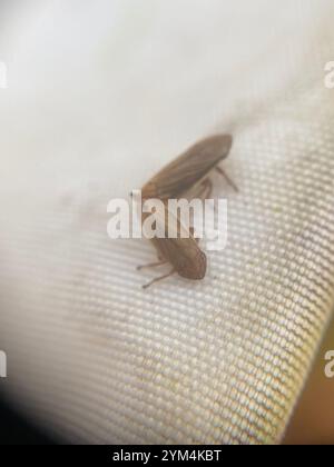 Lined Spittlebug (Neophilaenus lineatus Stock Photo - Alamy