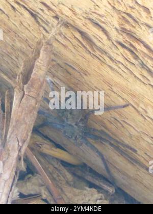 Pantropical Huntsman Spider (Heteropoda venatoria Stock Photo - Alamy