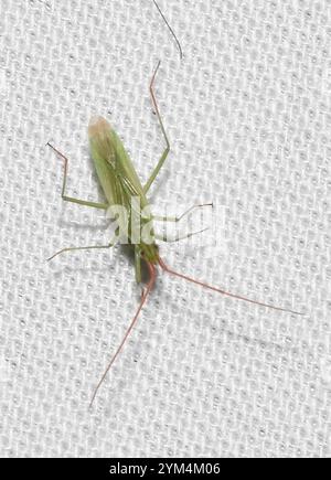 Rice Leaf Bug (Trigonotylus caelestialium Stock Photo - Alamy