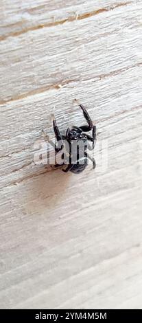 Leaf-beetle Jumping Spiders (Sassacus Stock Photo - Alamy