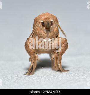 Nason's Slug Moth (Natada nasoni Stock Photo - Alamy