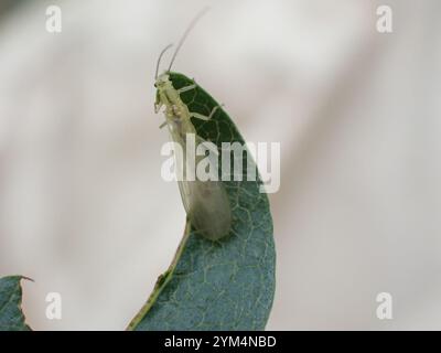 Green Stoneflies (Chloroperlidae Stock Photo - Alamy