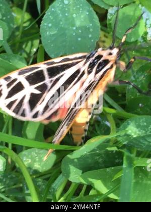 Parthenice Tiger Moth Stock Photo - Alamy