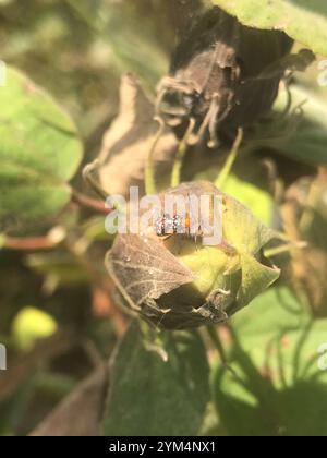 Hibiscus Scentless Plant Bug (Niesthrea louisianica Stock Photo - Alamy