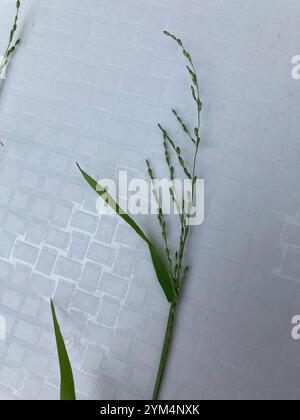 panic veldtgrass (Ehrharta erecta Stock Photo - Alamy